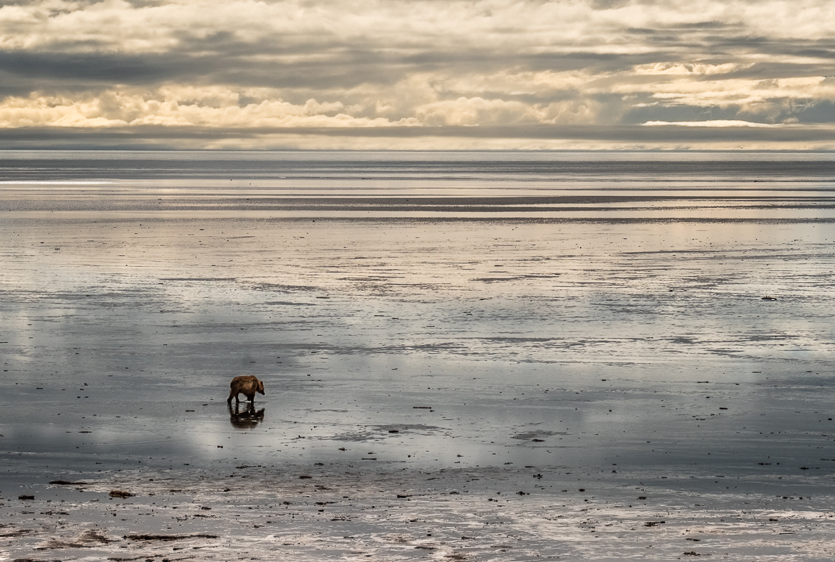 CO1~1~Advanced~John~Norvell~Lonesome_Bear~45 | NIH Camera Club