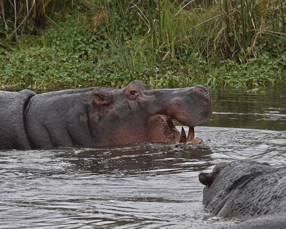 CO1~2~Novice~Karen~Goldman~Hippo_The_Herbivore’s_Huge_Canines~21 | NIH ...