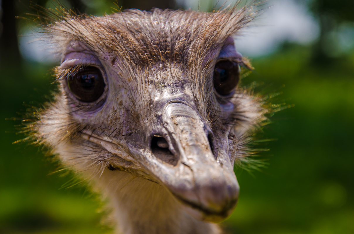 animal. ostrich | NIH Camera Club