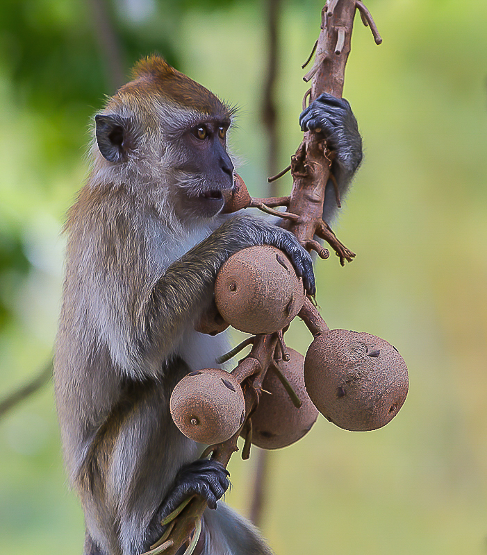 CO2~1~Advanced~Dale~Lewis~Monkey~33 | NIH Camera Club