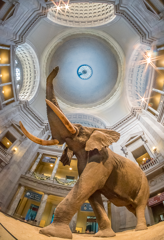 CO2~2~Advanced~John~Norvell~Smithsonian_Elephant~38 | NIH Camera Club