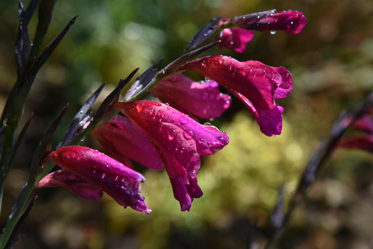 CO2~2~Novice~Quentin~Fisher~Morning_Flowers~16 | NIH Camera Club