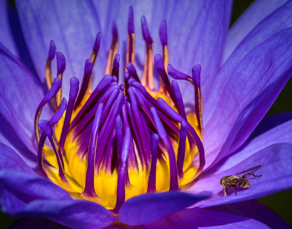 OLYMPUS DIGITAL CAMERA | NIH Camera Club