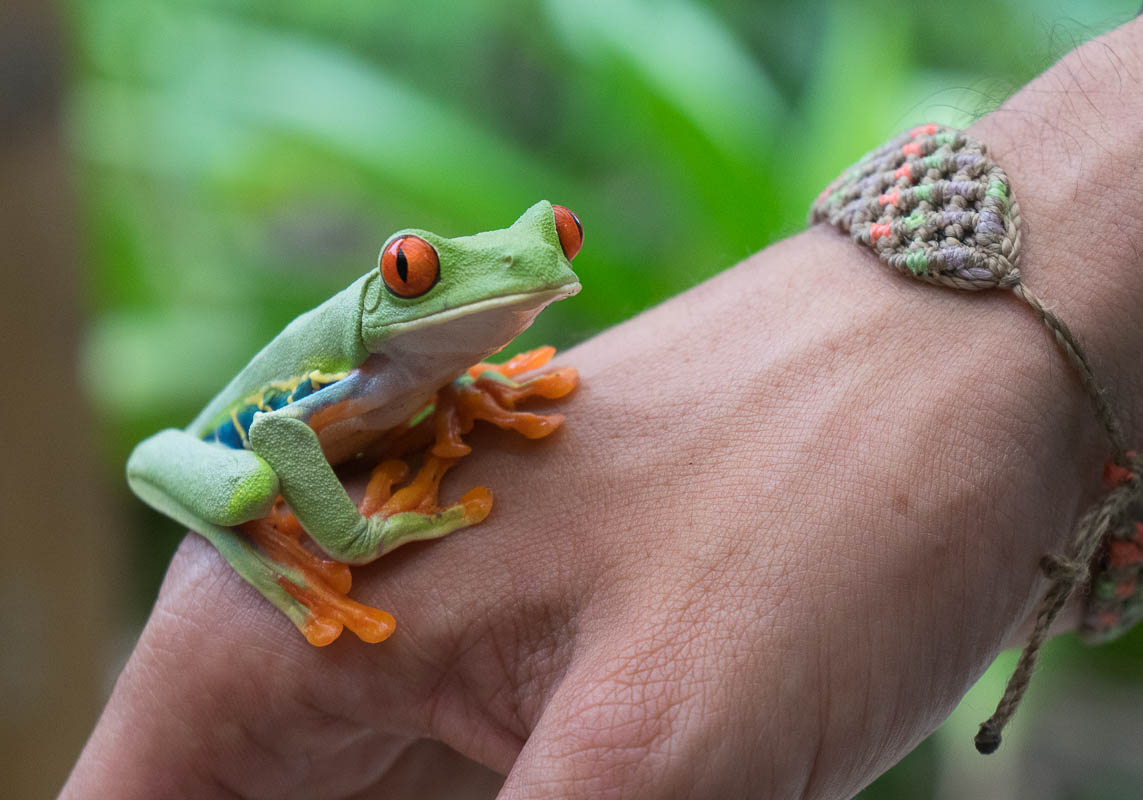 CO9~1~Novice~Emma Beatty~Howells~A_Frog_On_The_Hand~34 | NIH Camera Club